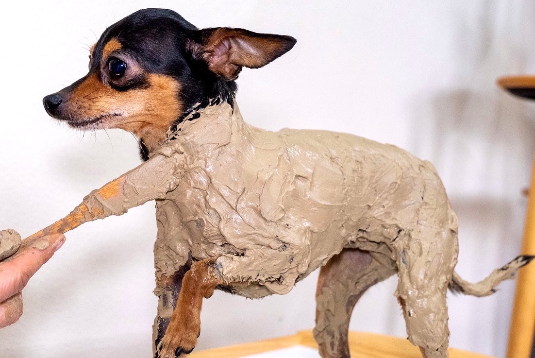 犬と猫のクレイテラピー講座 | Emily’s Lab.｜犬と猫の自然療法研究所エミリーズラボ