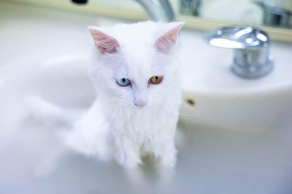 犬と猫のクレイテラピー講座 | Emily’s Lab.｜犬と猫の自然療法研究所エミリーズラボ