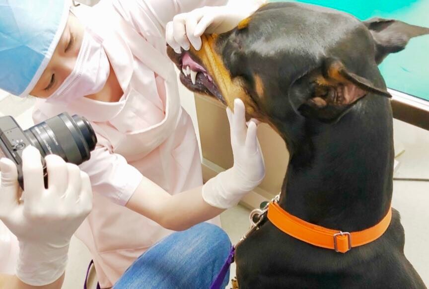 Emily’s Lab.が選ばれる理由 | Emily’s Lab.｜犬と猫の自然療法研究所エミリーズラボ