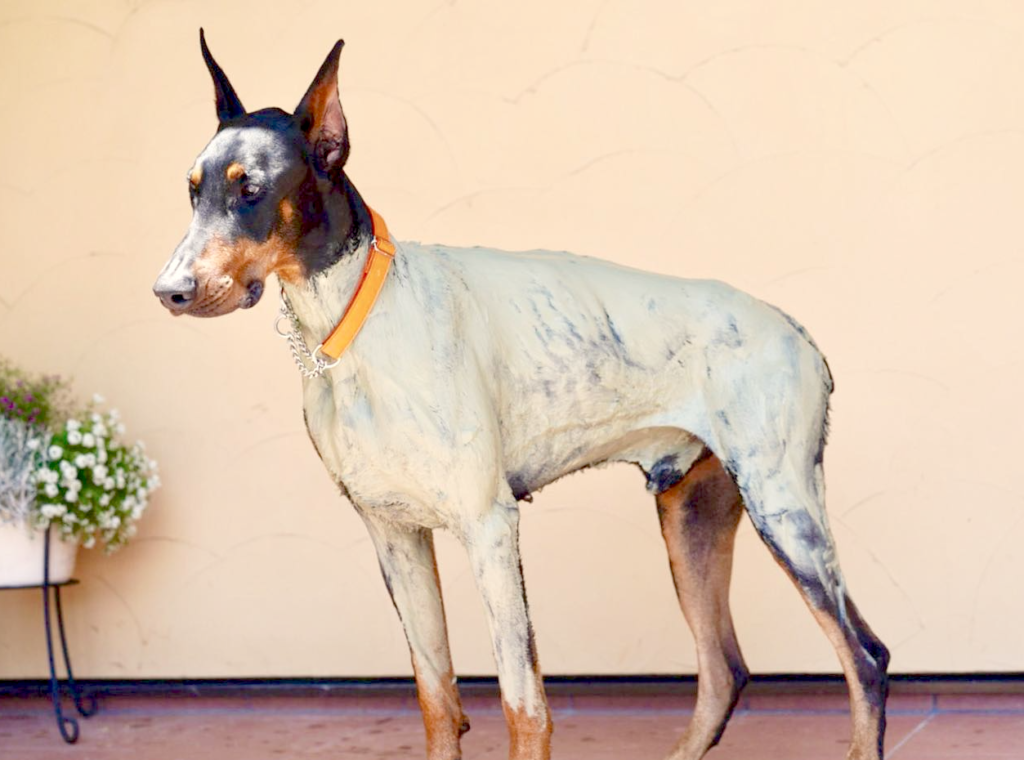 犬と猫のクレイテラピー講座 | Emily’s Lab.｜犬と猫の自然療法研究所エミリーズラボ