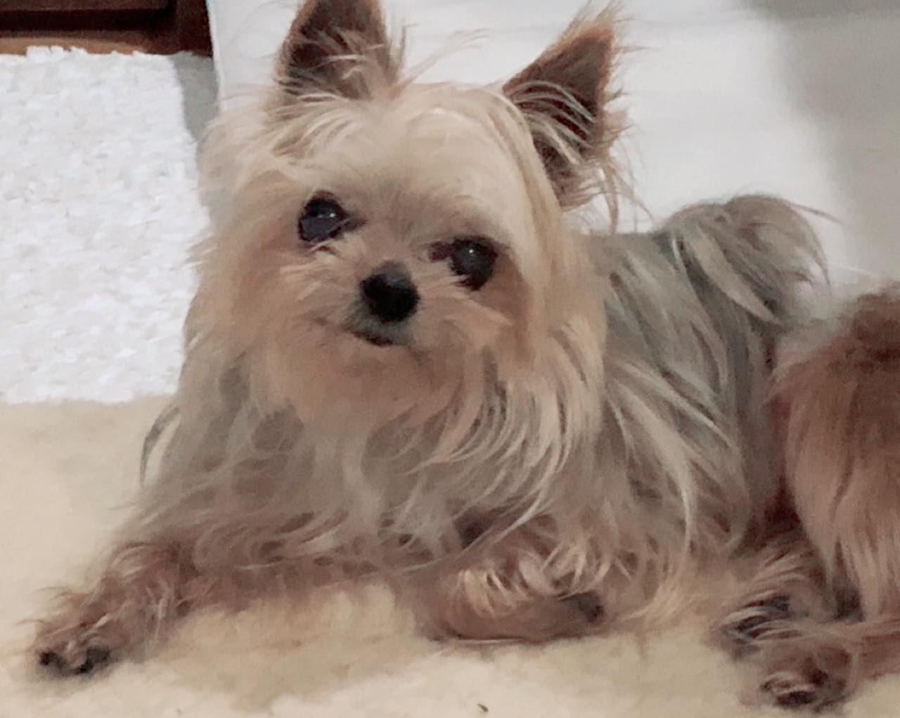 お客様の声 | Emily’s Lab.｜犬と猫の自然療法研究所エミリーズラボ