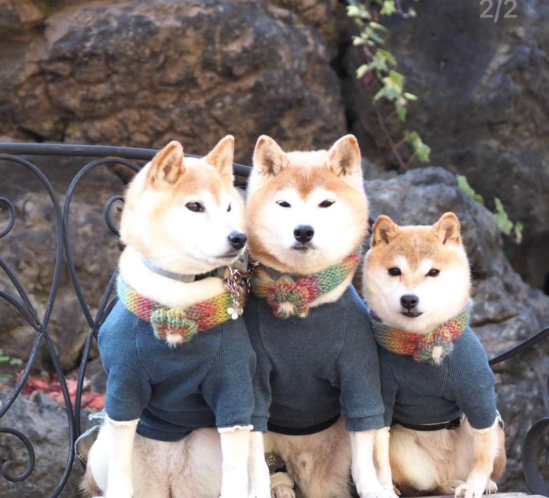 お客様の声 | Emily’s Lab.｜犬と猫の自然療法研究所エミリーズラボ